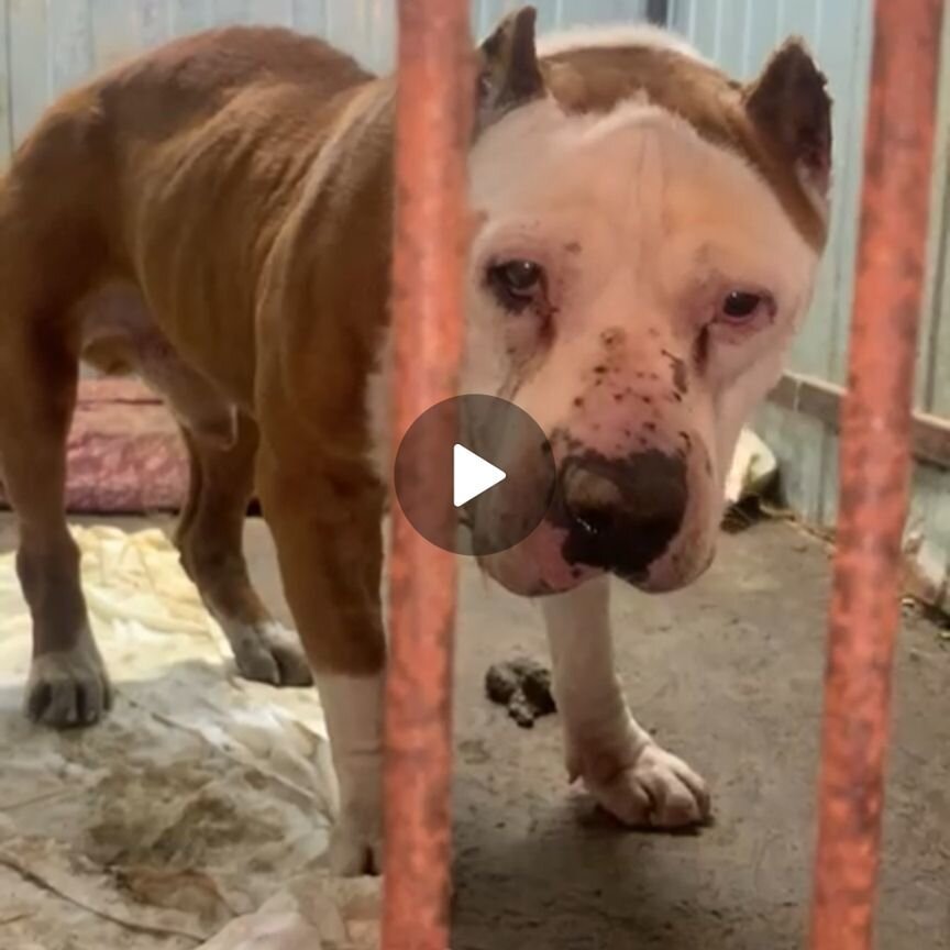 Ричибальд собака ищет семью дожить