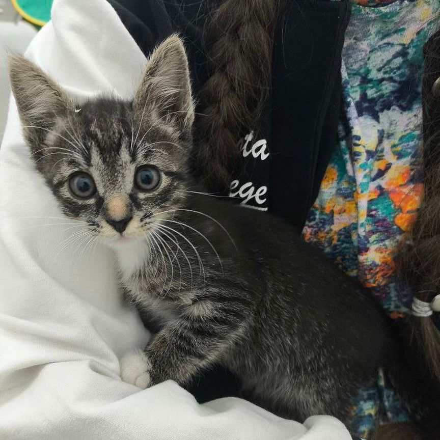 Котенок в добрые руки