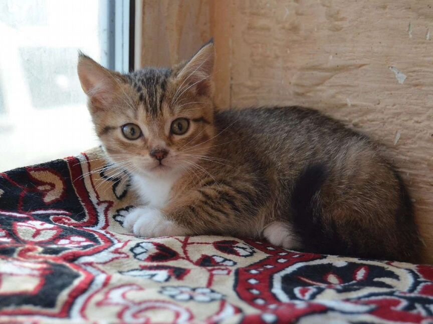 Котёнок 1.5месяца Тильда