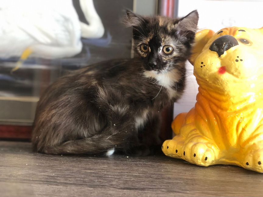 Котенок в добрые руки