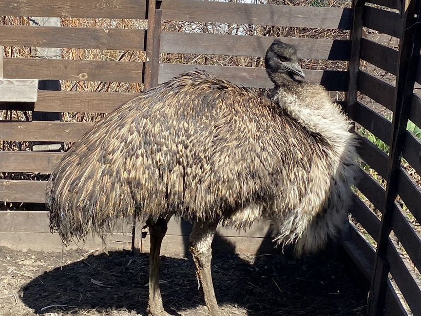 Страус самка
