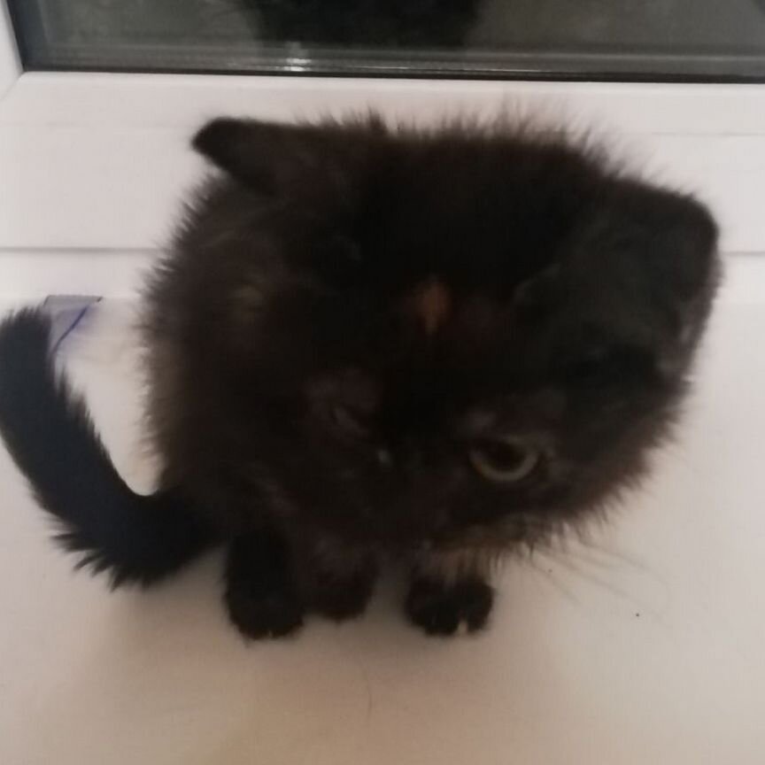 Сибирский котёнок