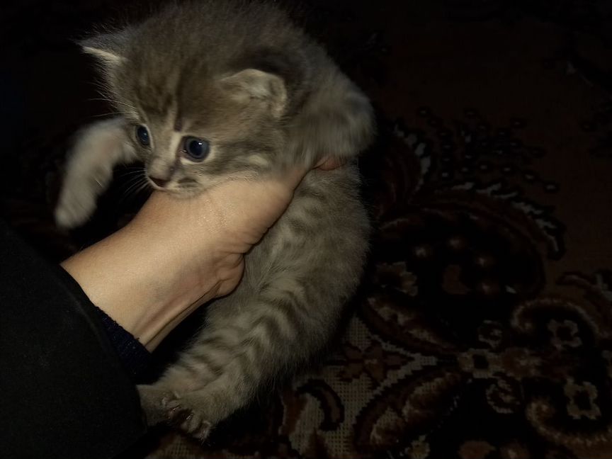 Котята в добрые руки 1 месяц