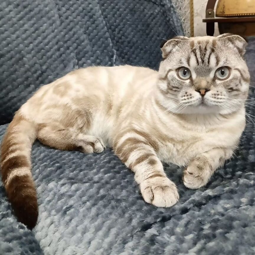 Шотландский котик вязка