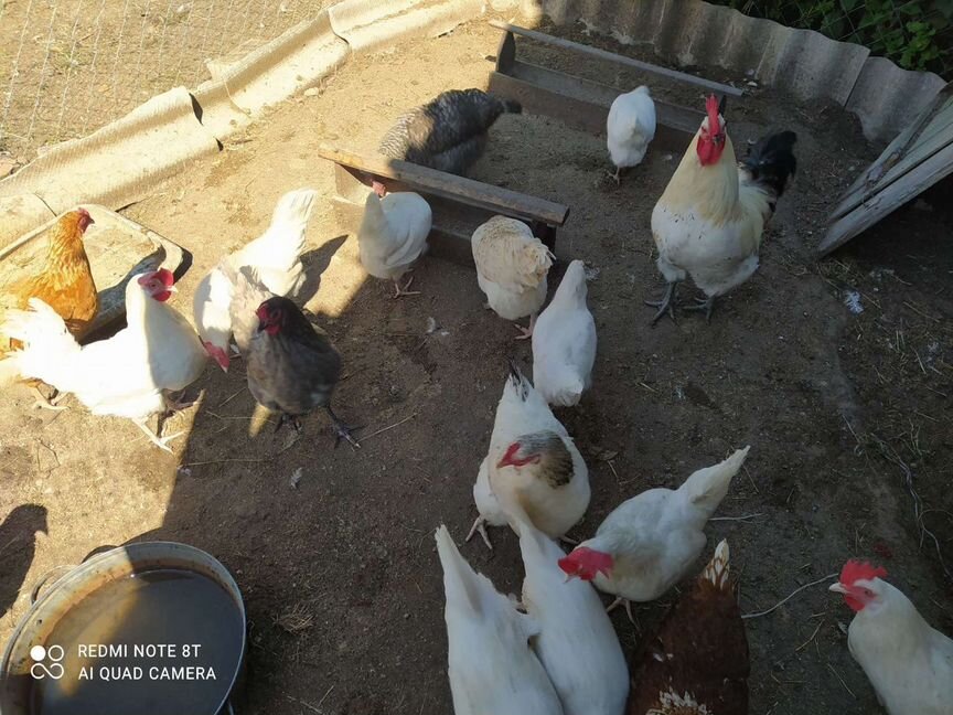 Яйца куриные,утиные.Цеплята,утята,утки