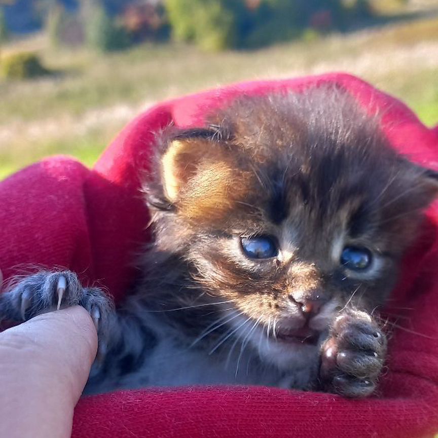 Котята мейн-кун