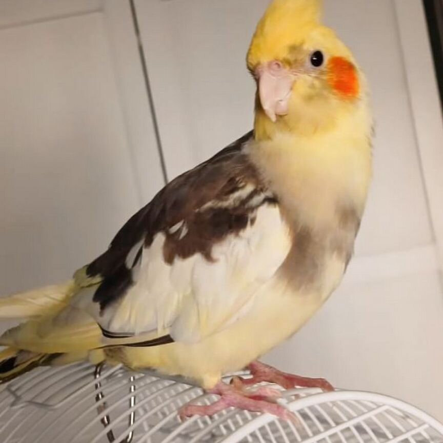 Попугай корелла с клеткой