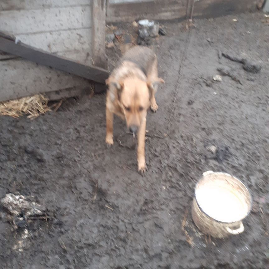 Подарю собаку