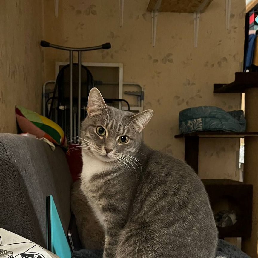 Холодное сердце Эльзы. Кошка на передержку и в дом