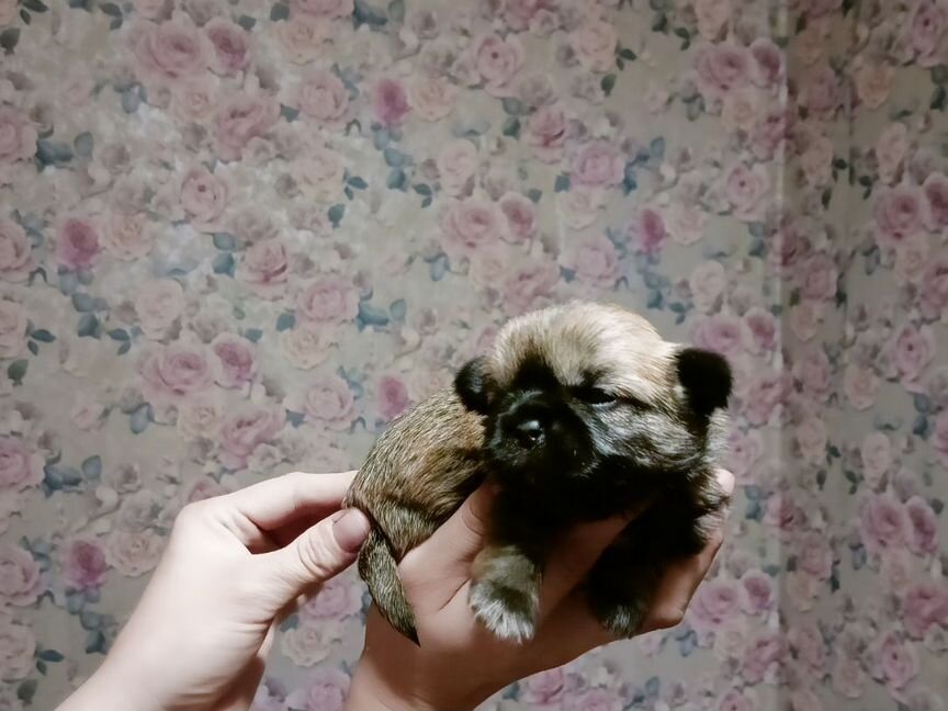 Щенки
