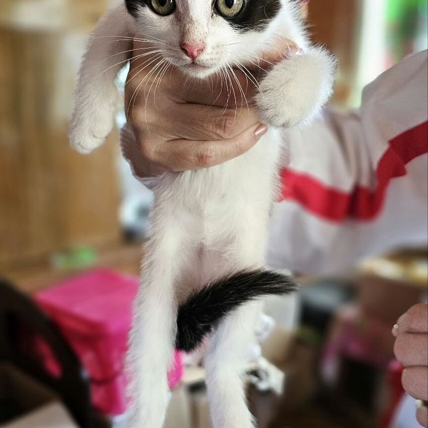 Котята 4 шт. Бесплатно