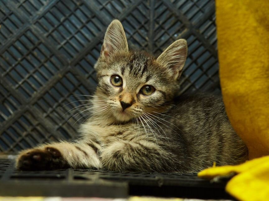Котёнок полосатик