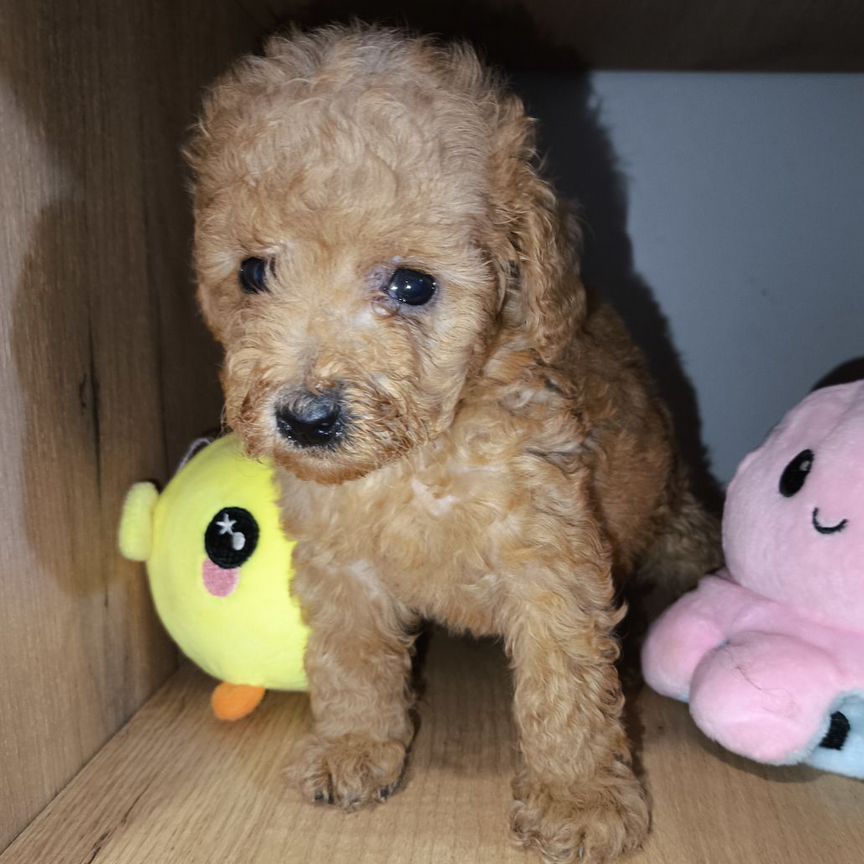 Той-пудель, щенок