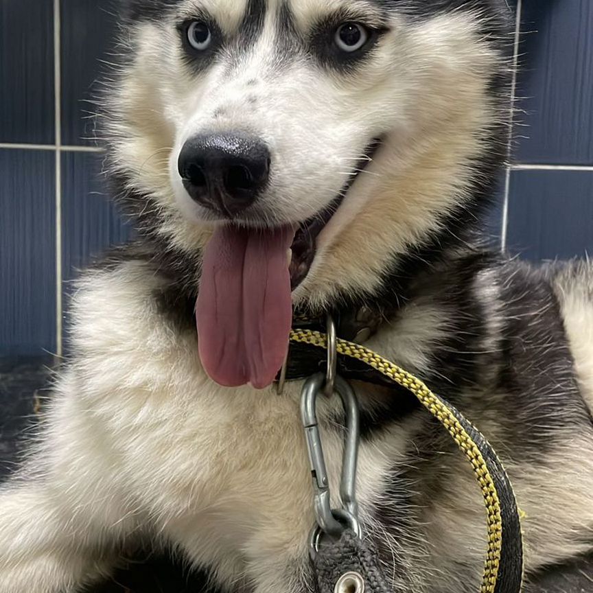 Красавица хаски ищет дом