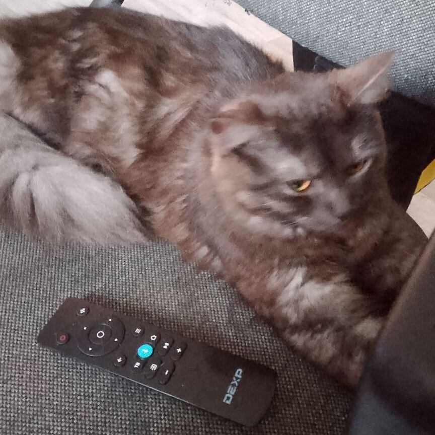 Кошечка ищет котика
