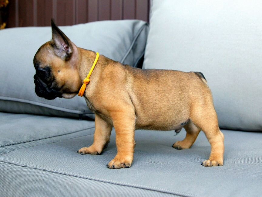 Французский бульдог щенок 3 мес мальчик