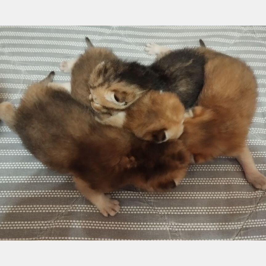Шотландские золотые мальчики