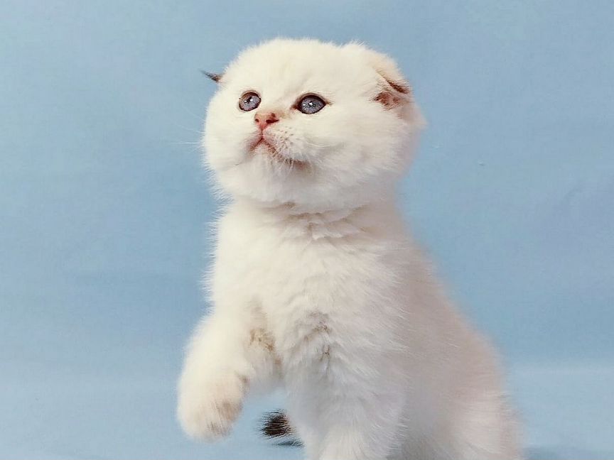 Голубоглазый малыш