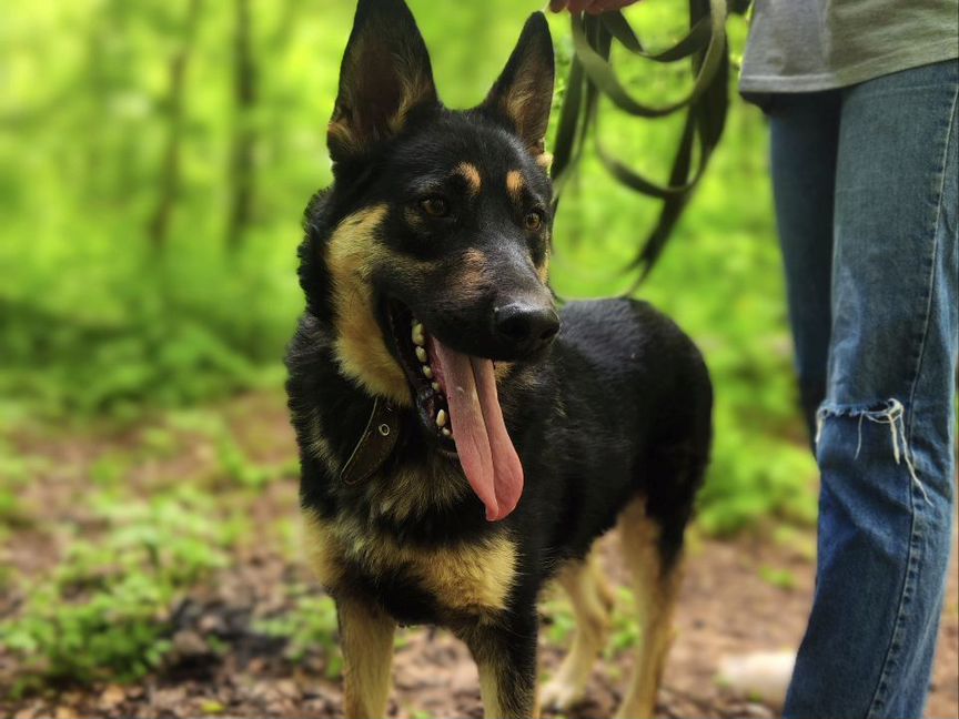 Щенок подросток Перчик