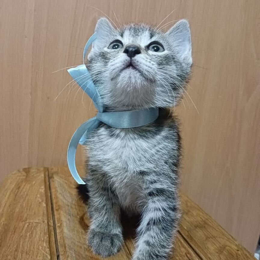 Маленькие мурчалки