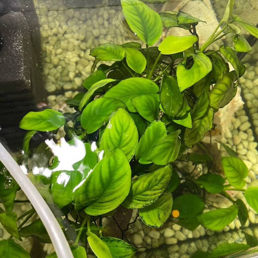 Анубиас Нана