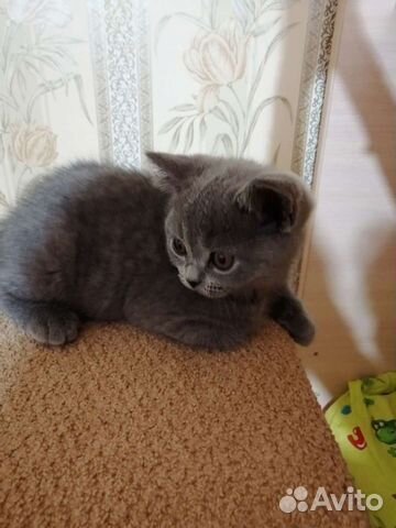 Британец плюшевый