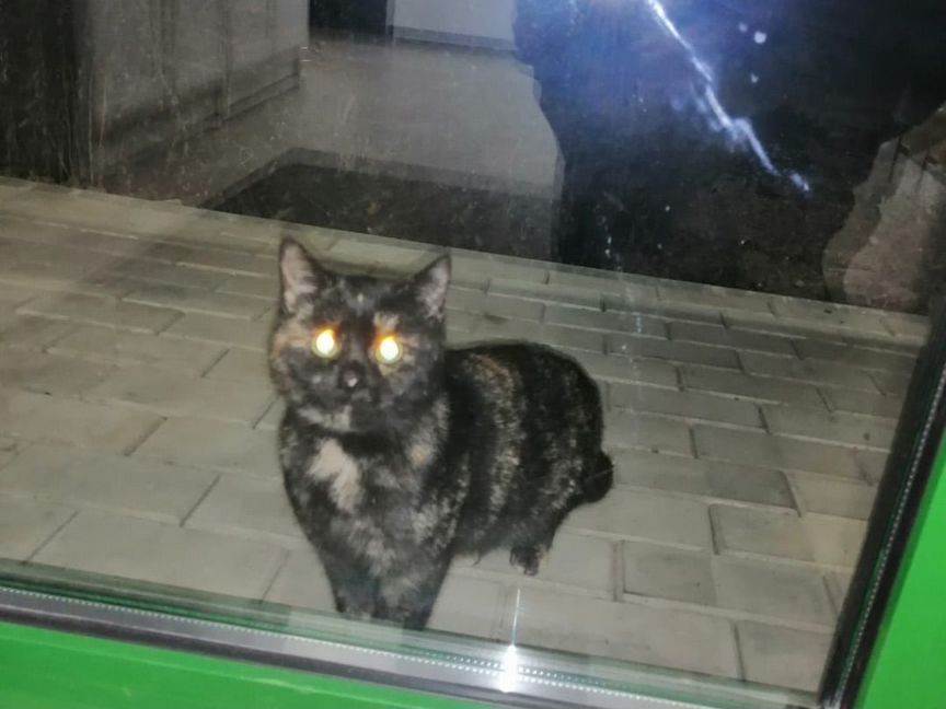 Кошки замерзают у храма