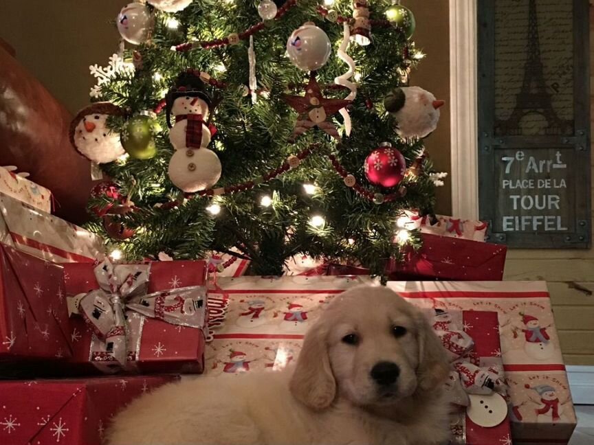 Золотистый ретривер щенок