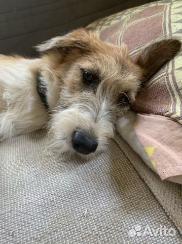 Щенки миттельшнауцера