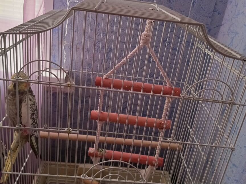 Попугай корелла с клеткой