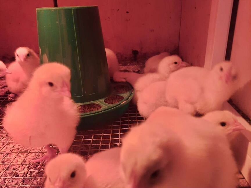 Цыплята бройлера кобб 500 и росс 308