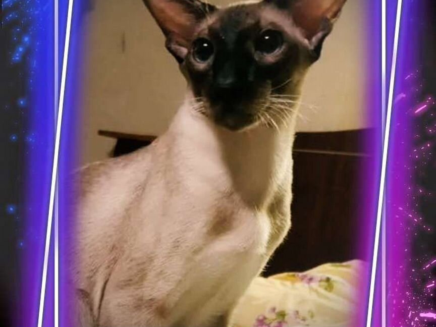 Ориентальная