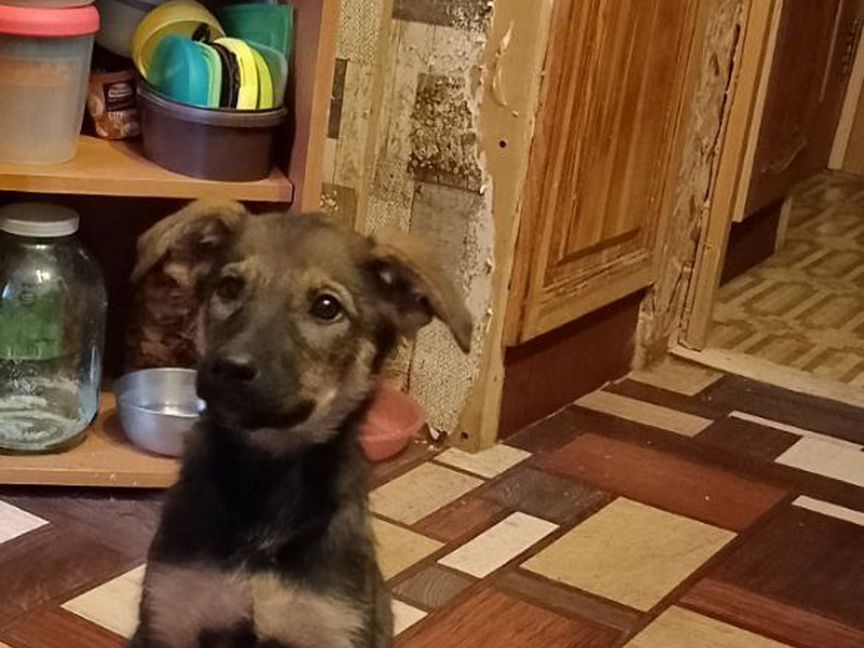 Собака