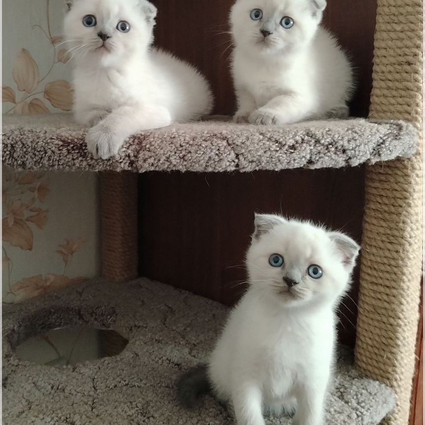Вислоухие котята