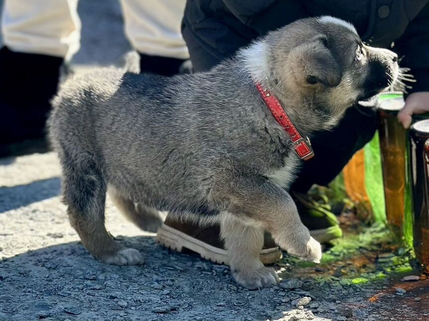 Найден щенок