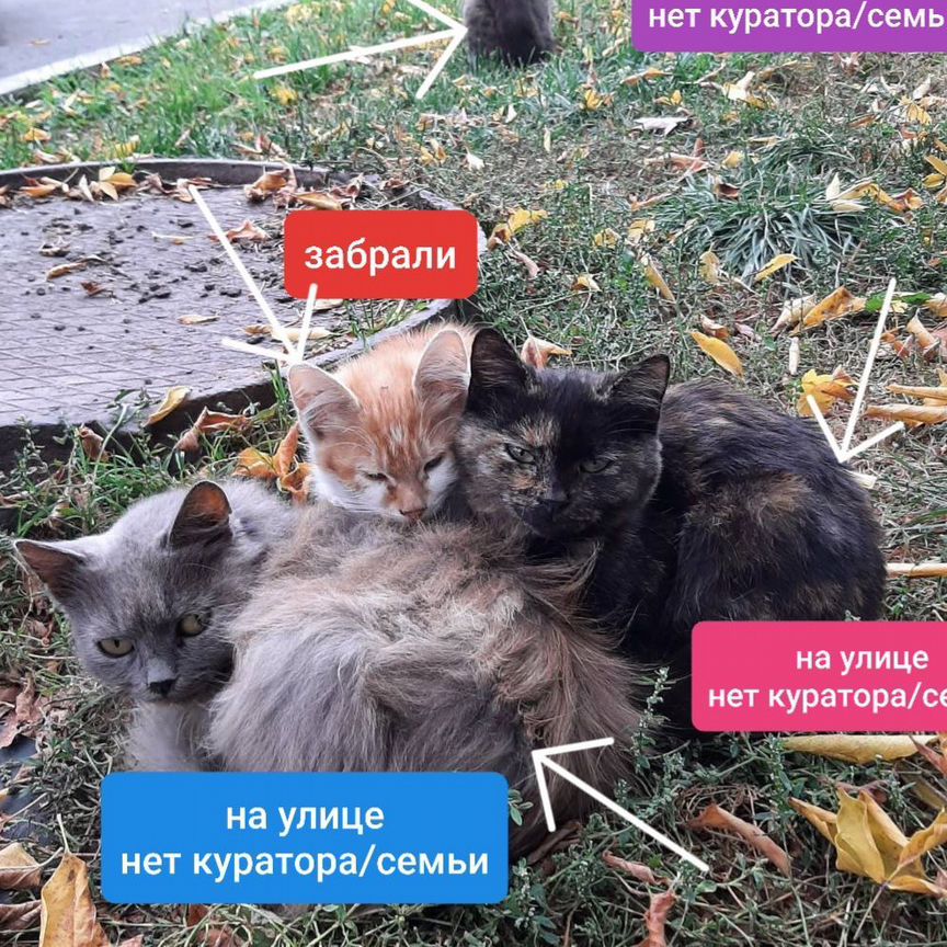 Бедоси выживают на улице.Согреться им негде.Шанс