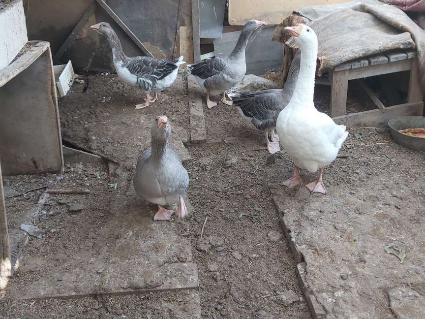 Гуси, индюк, индоутка