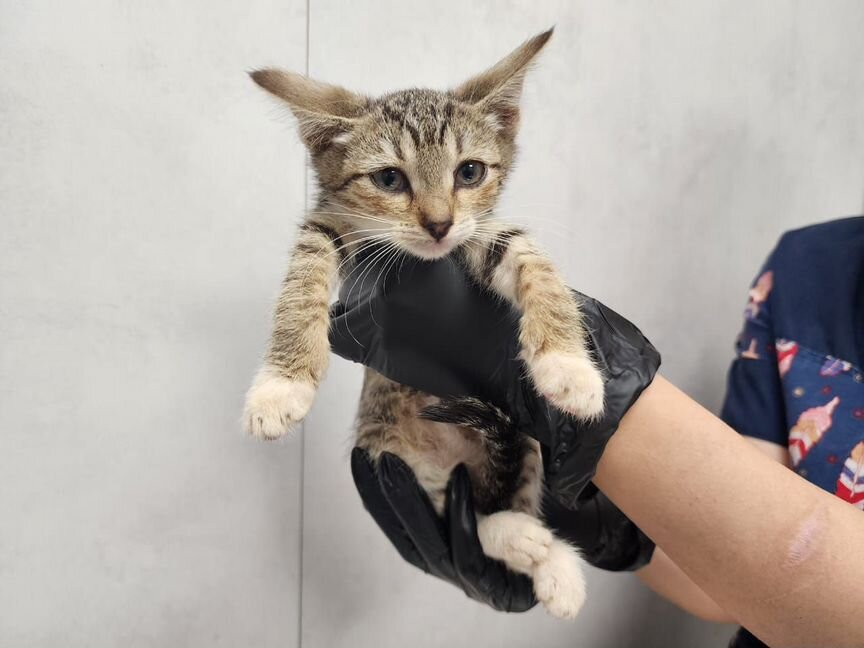 Котенок