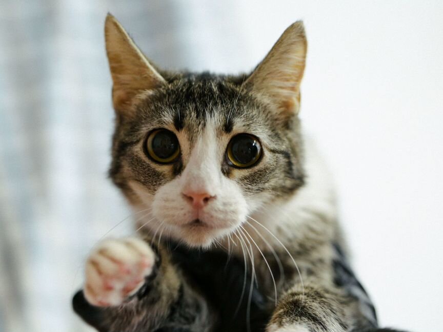 Котенок девочка 10 месяцев оочень ласковая