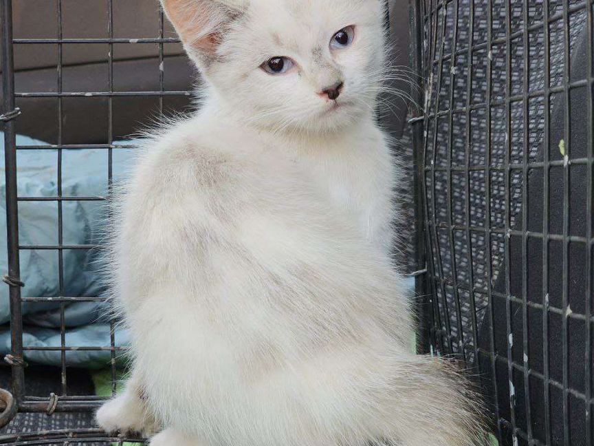 Котёнок колор-пойнт, девочка