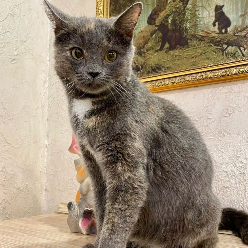 Кошка в добрые руки