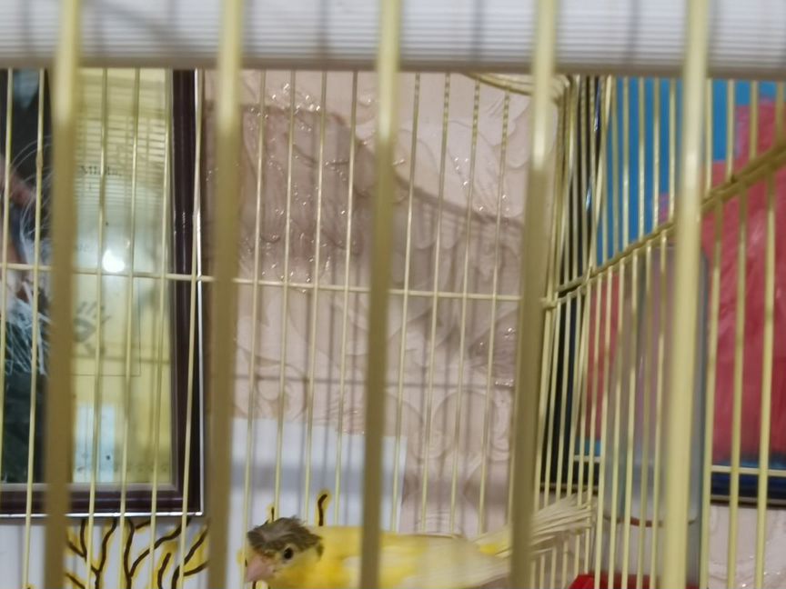 Кенар и канарейка