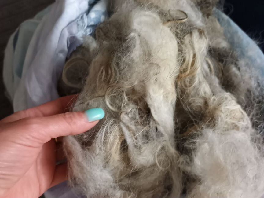 Шерсть овечья