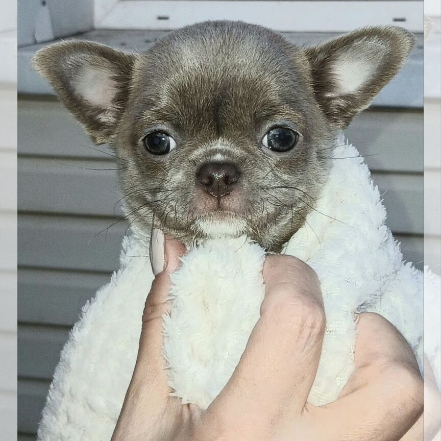 Чихуахуа, щенок