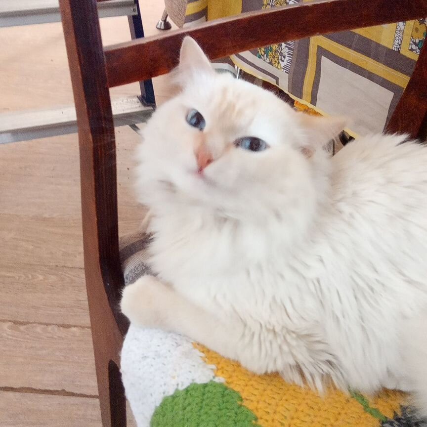 Кот в добрые руки