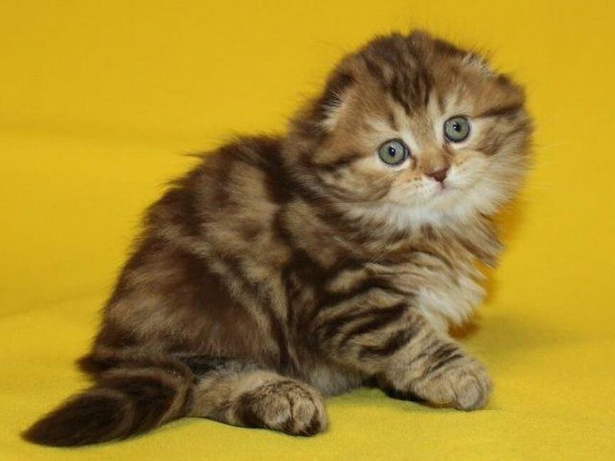 Вислоухие котята