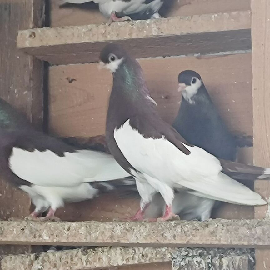 Продажа голубей Ржевский турман