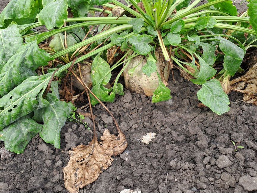 Продаётся свекла кормовая