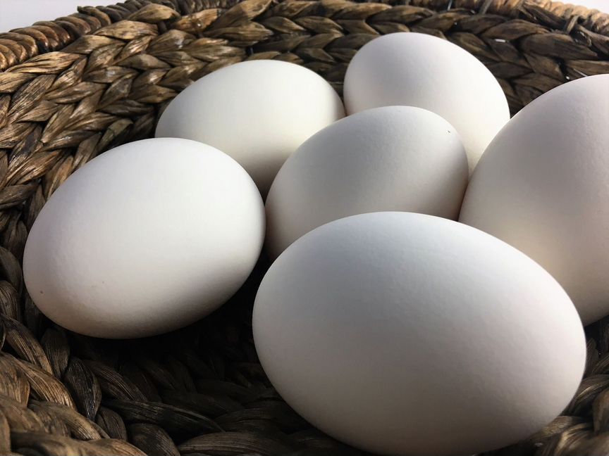 Продам Гусиное яйцо