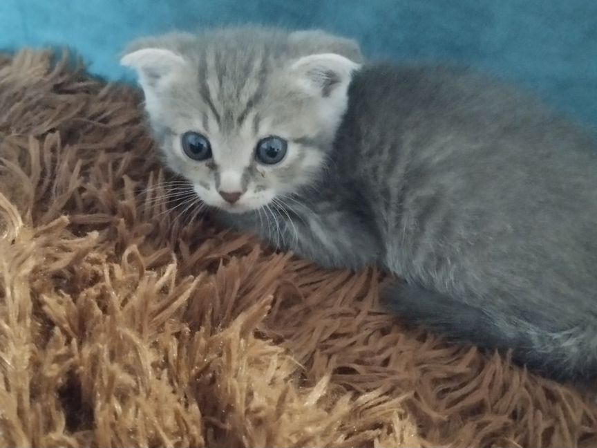 Смесь Шотландского кота и Бенгалки